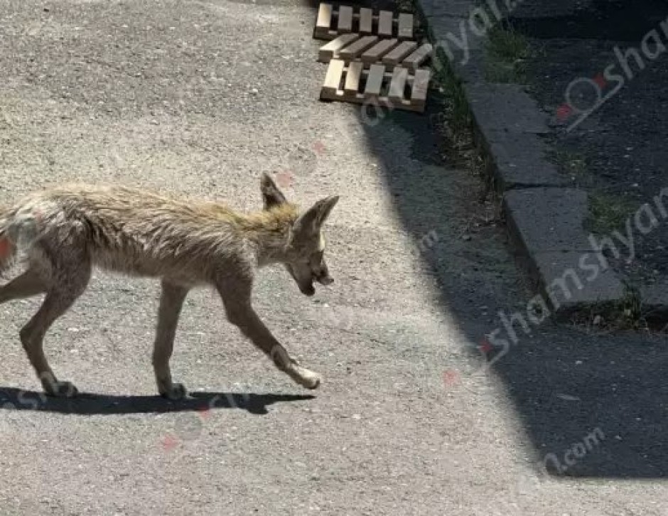 Iravunk.com | Աղվեսը մտել է մանկապարտեզ