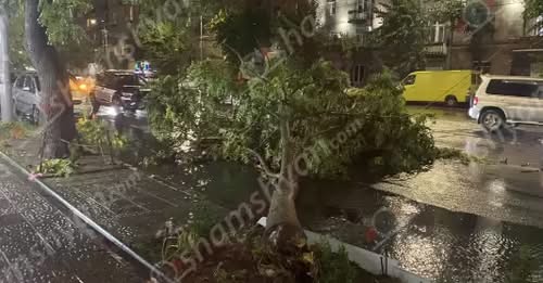 Iravunk.com | Արտակարգ դեպք Երևանում․ Բագրատունյաց 25/27 շենքի դիմաց քամու հետևանքով ծառը ...